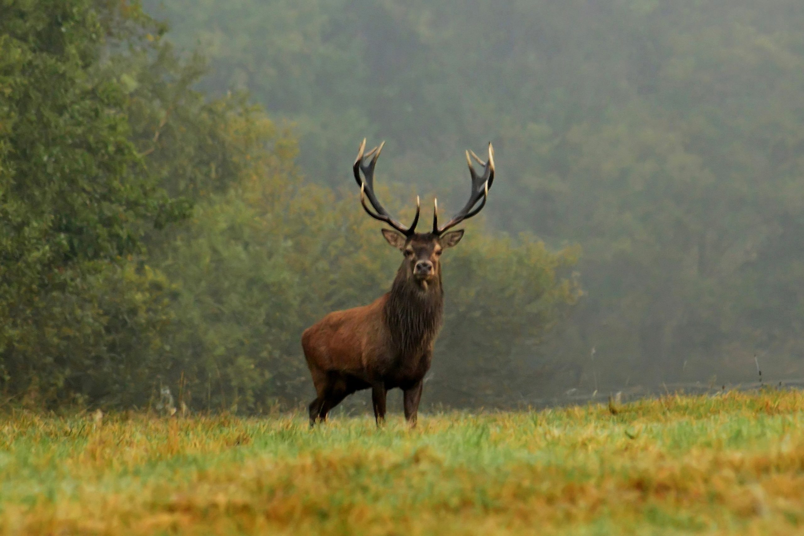 Rykowisko jeleni w nadleśnictwie Turek - Info&Tips