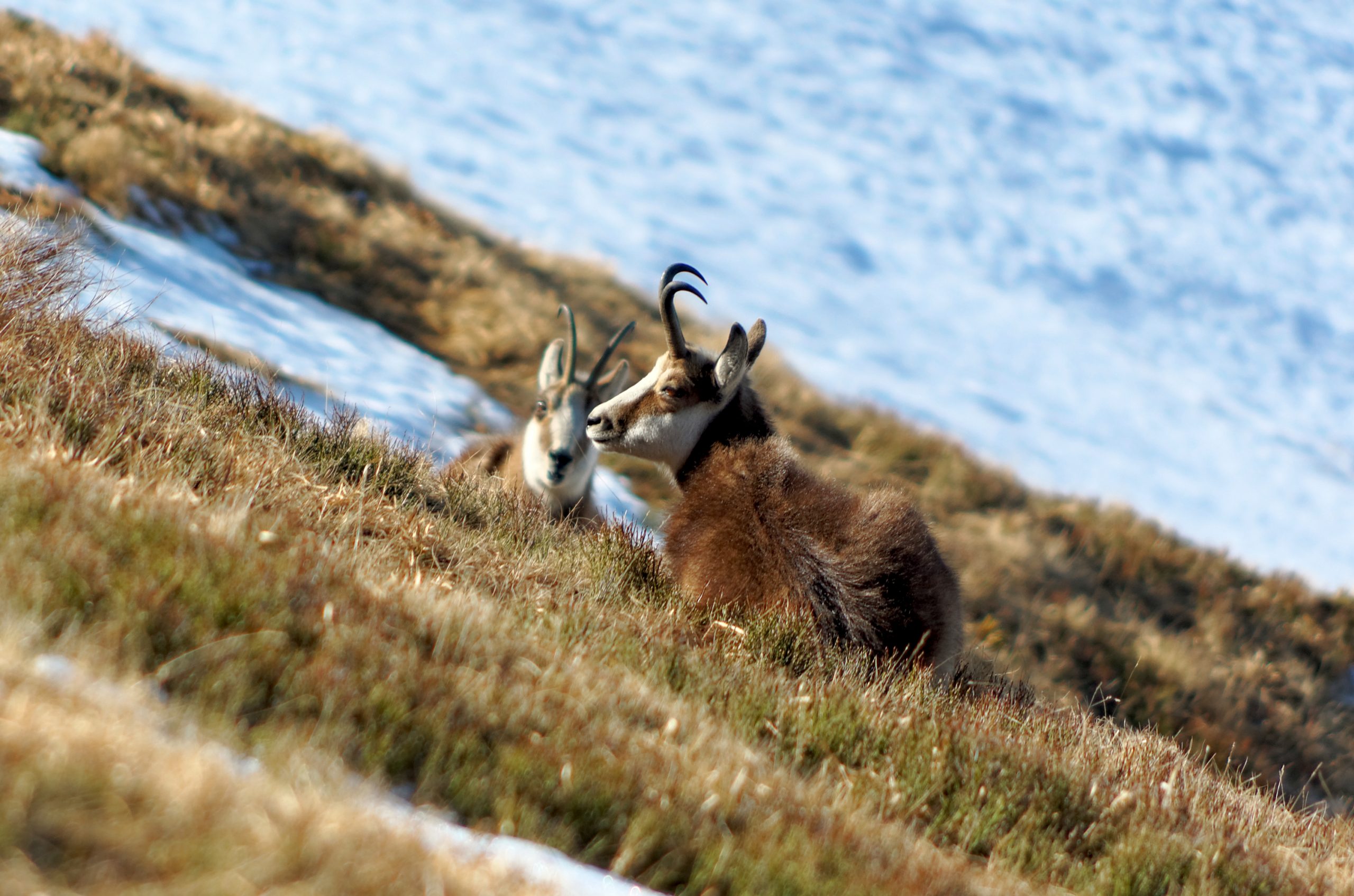 W Tatrach naliczono 1222 kozic; podczas liczenia po raz pierwszy użyto ...