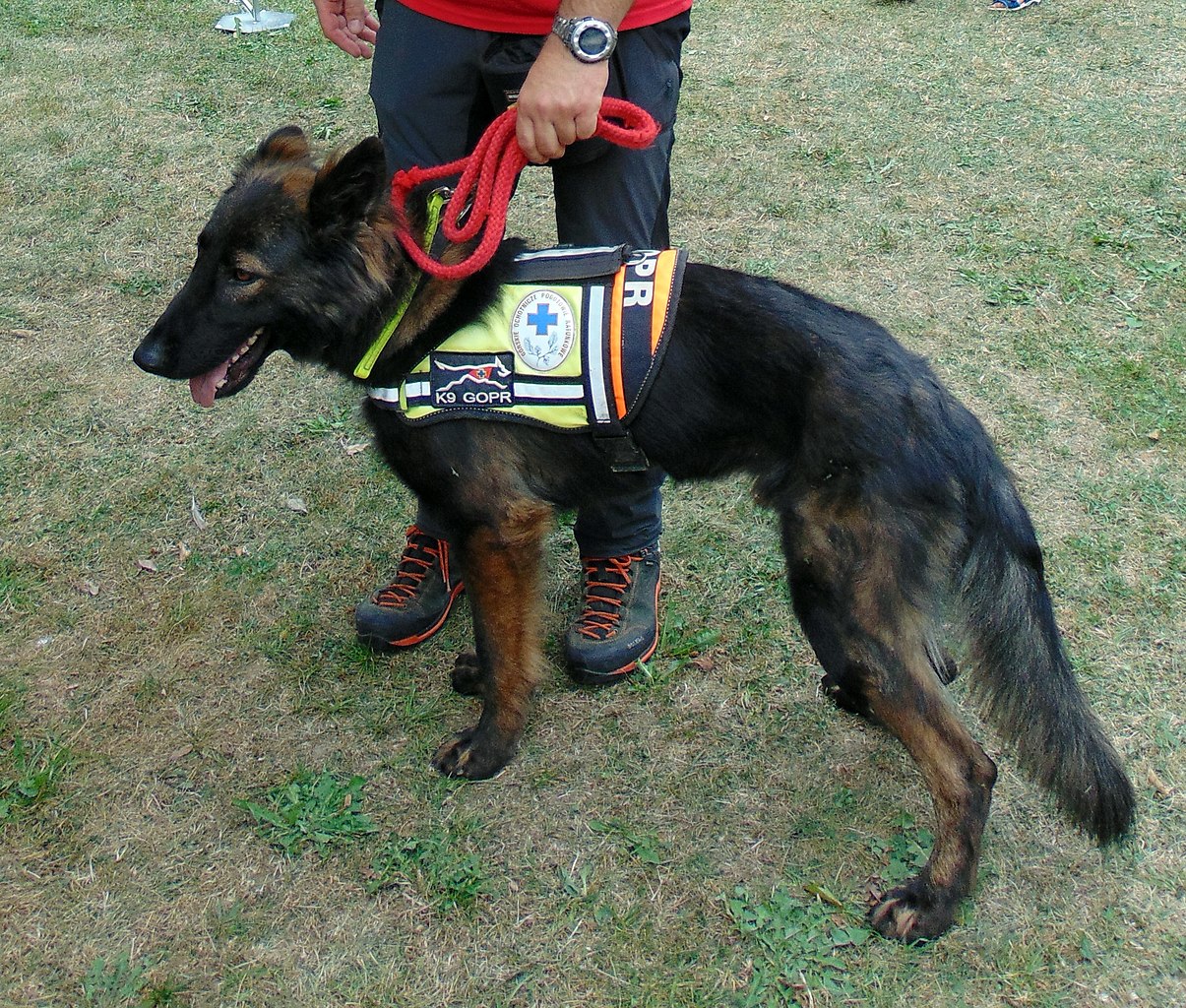 Uniwersytet Przyrodniczy we Wrocławiu będzie darmowo leczył psy ratownicze - Info&Tips