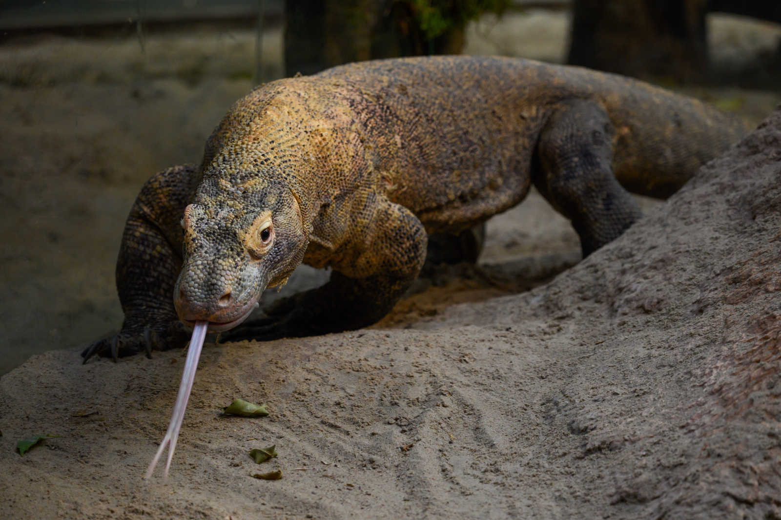 Stare Zoo prezentuje nowego warana z Komodo - Info&Tips